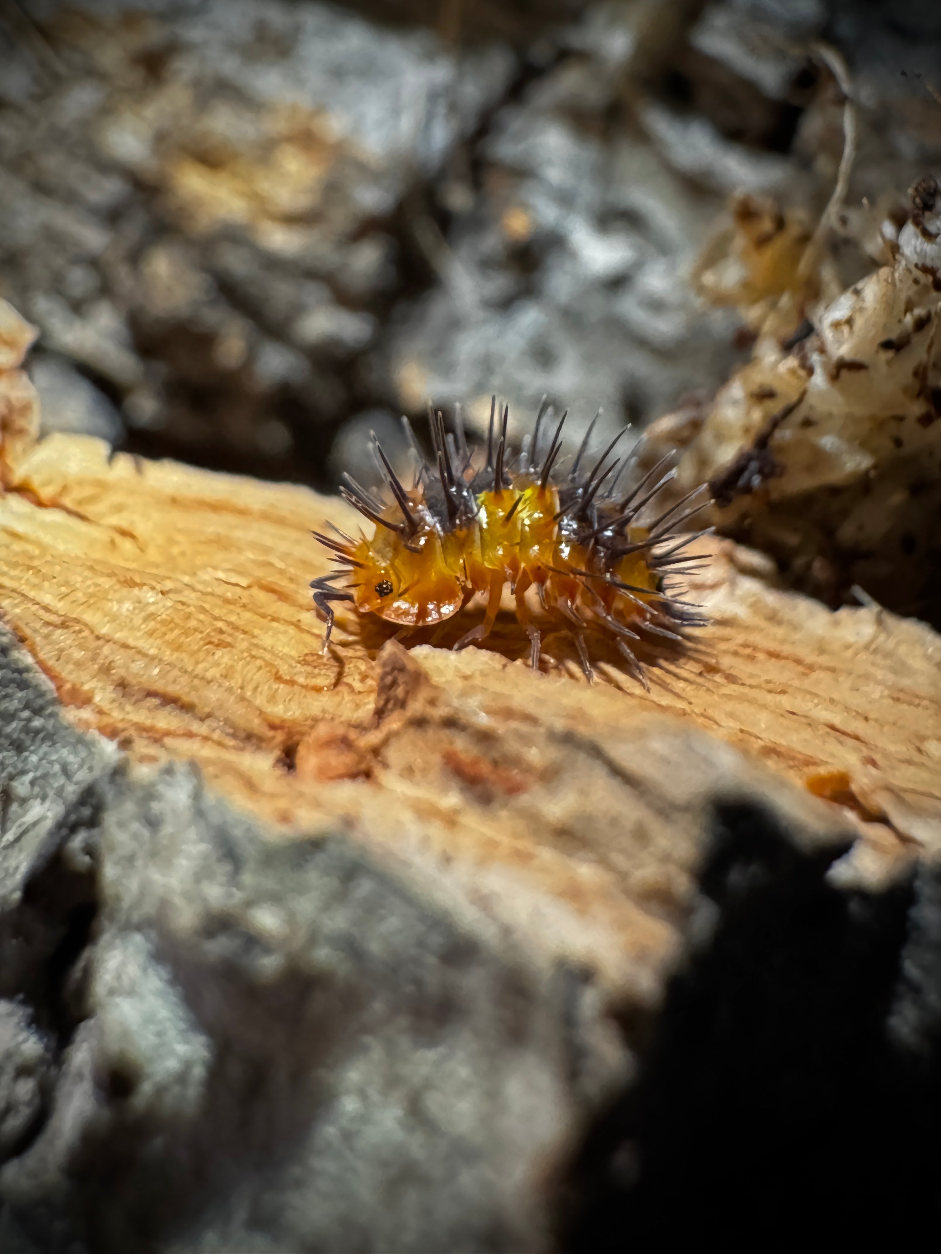 Springtail Care Guide How to Culture and Keep Springtails for Bioactiv ...