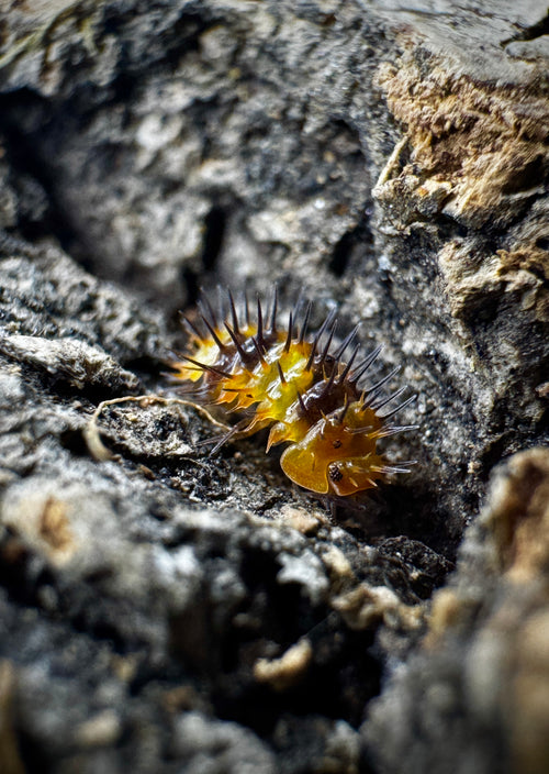 Durian Spiky Isopod Care Guide | Laureola sp. | Creature Cache