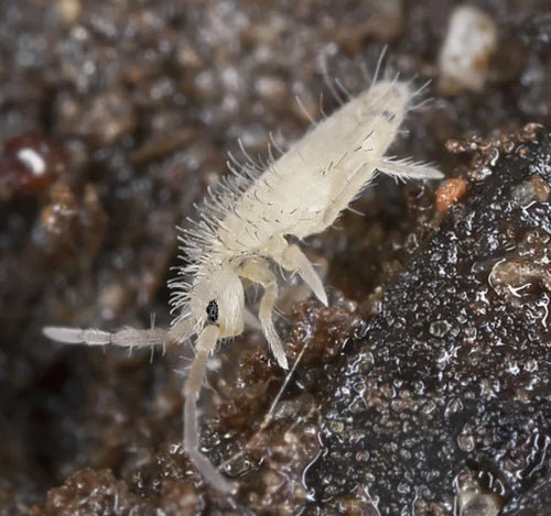 Wholesale Isopods & Springtails | Creature Cache