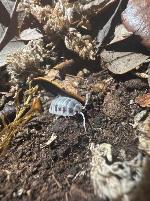 Best Isopods for Bioactive Setups | Creature Cache